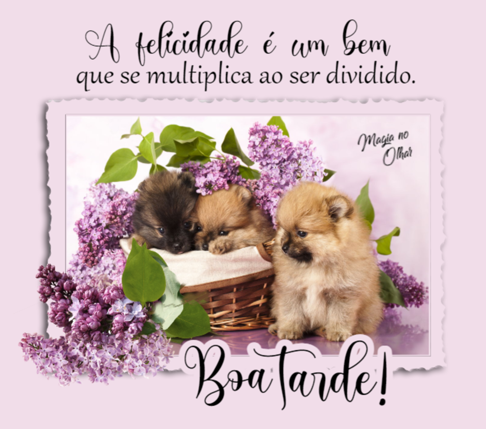 Feliz Tarde amigos de Facebook imagens lindas - PraHoje.net