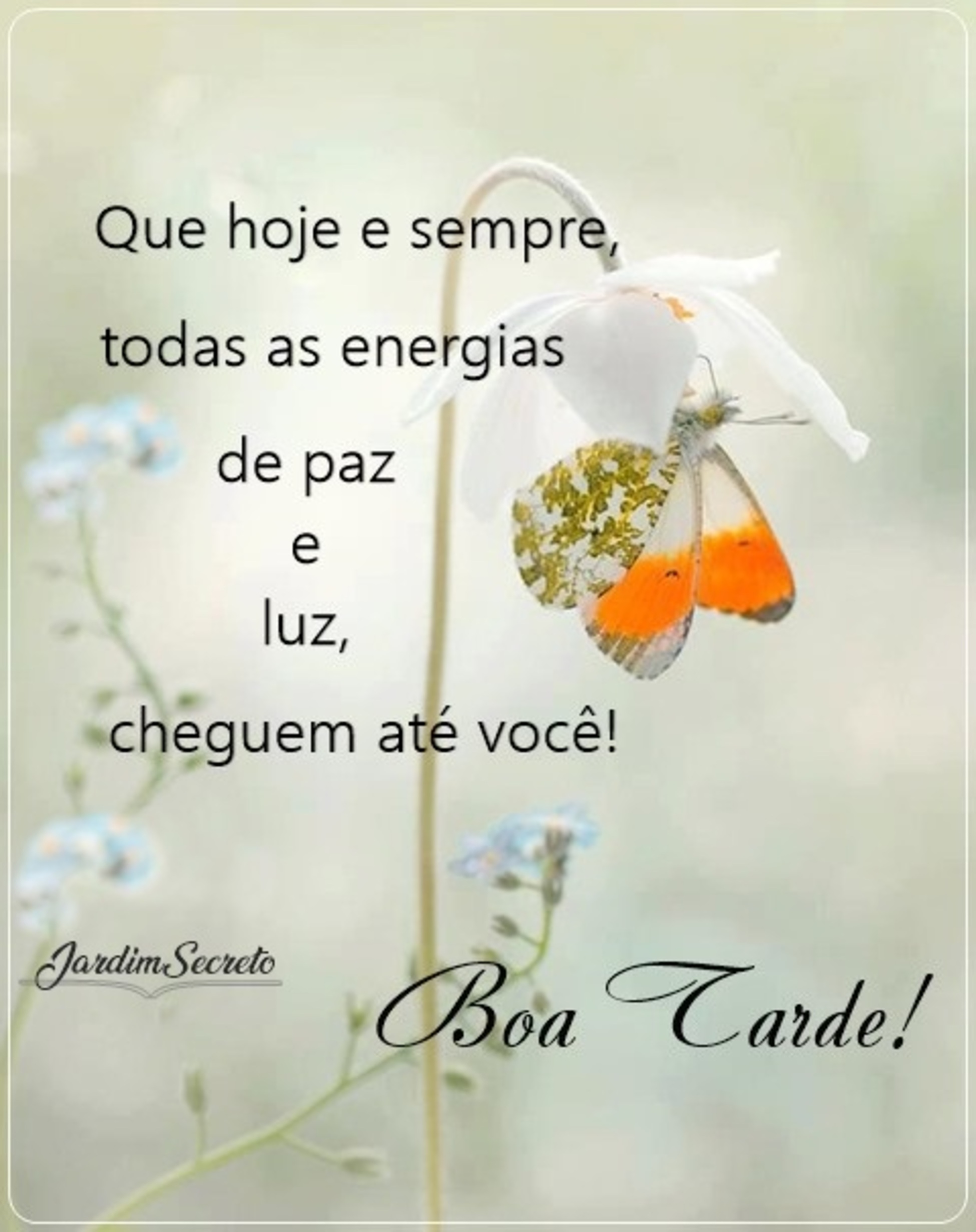 Feliz Tarde amigos de Facebook imagens lindas - PraHoje.net