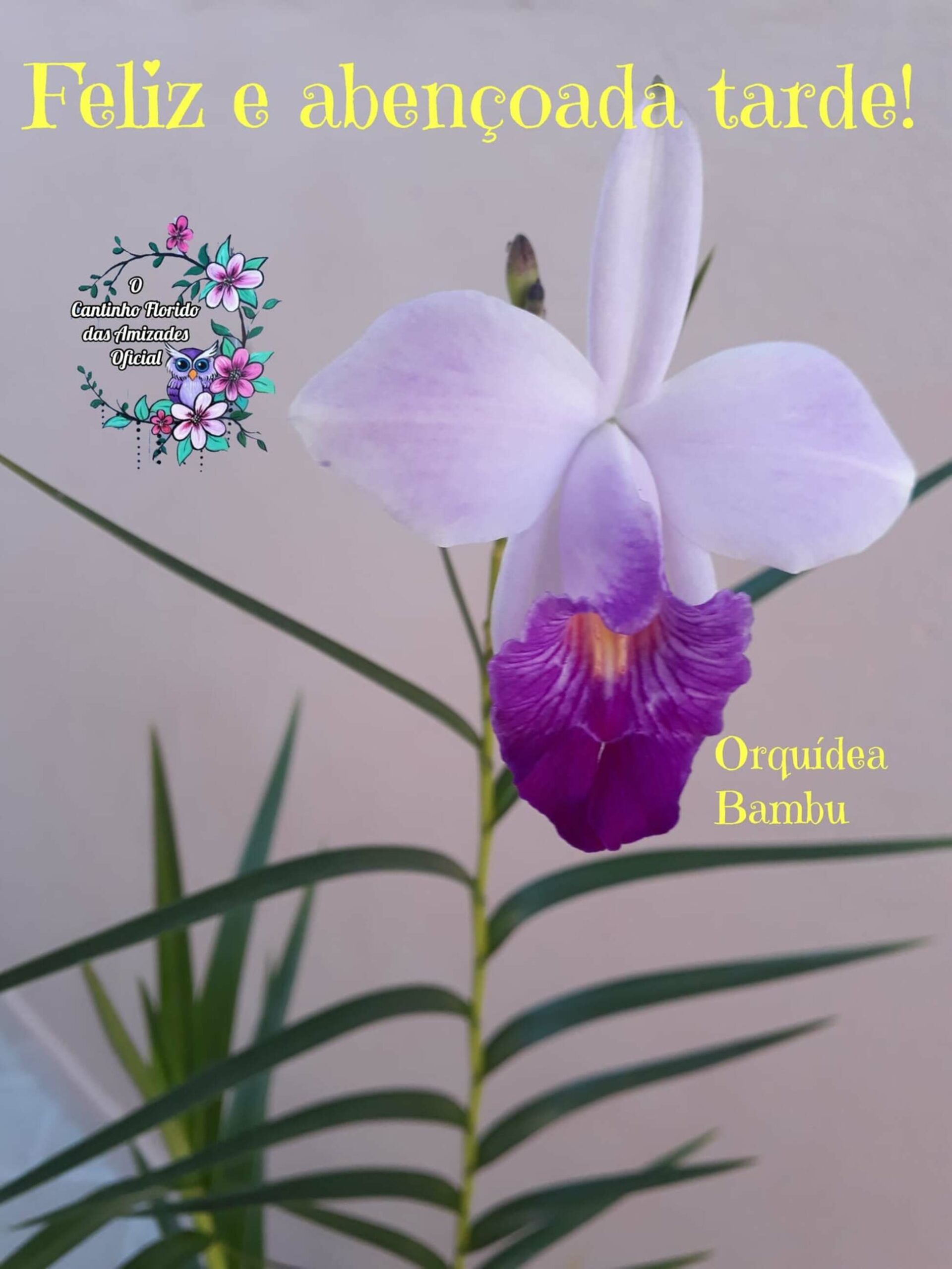 Linda Tarde imagens para família e amigos - PraHoje.net