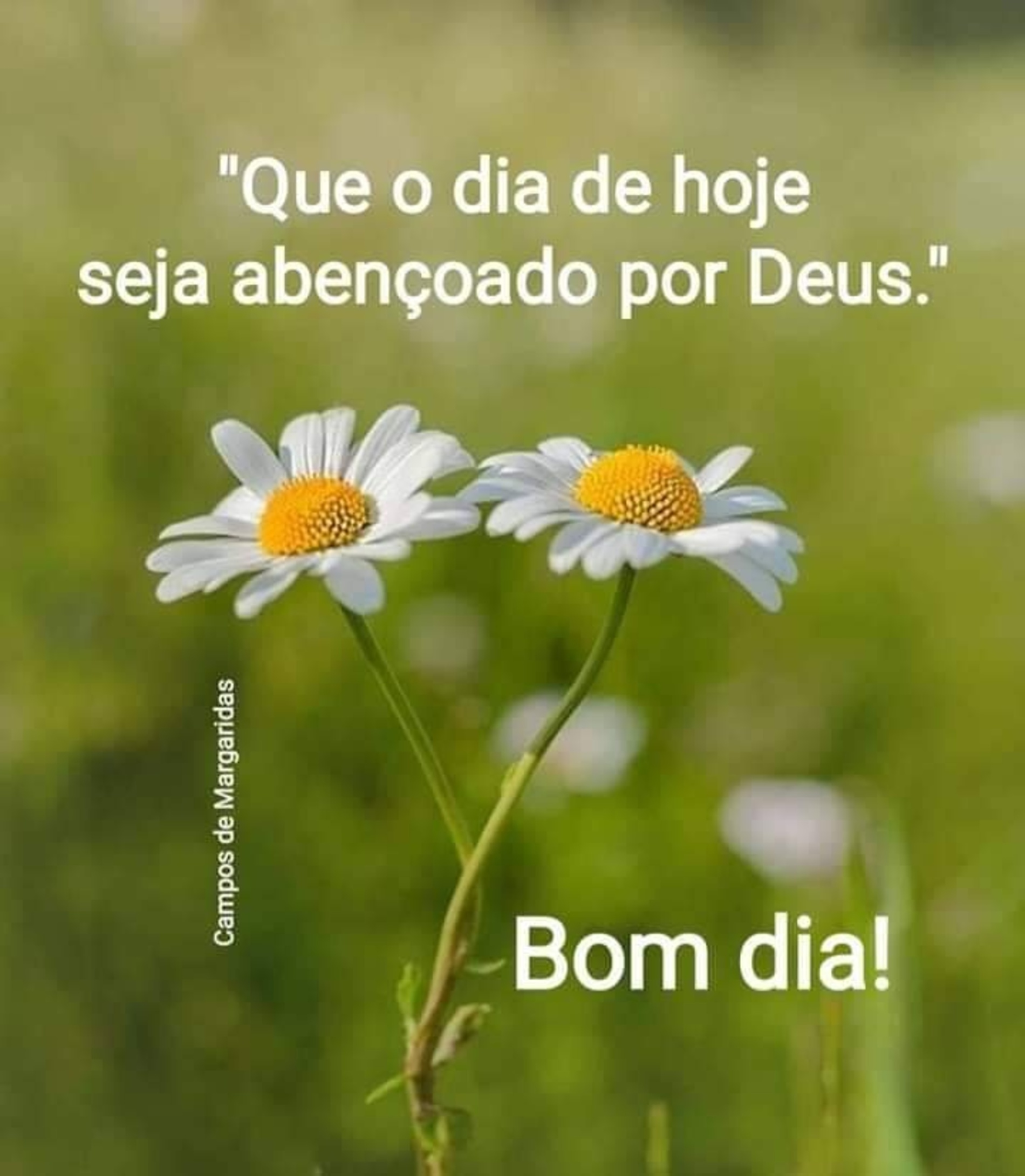 Lindo Dia pra você imagens belas - PraHoje.net