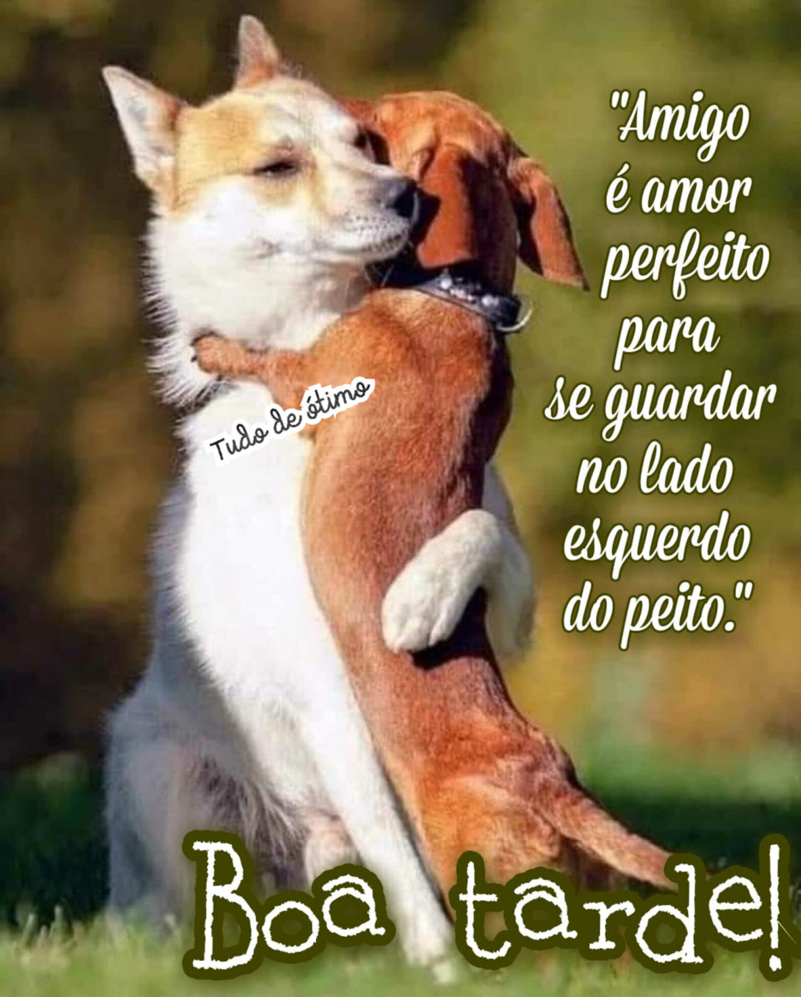 19 Frases de Boa Tarde para amigos - PraHoje.net